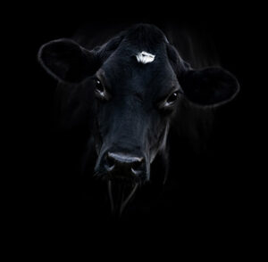 Home - Angus Acres Farm